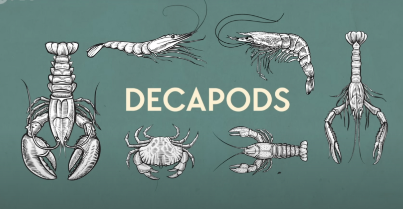 Why Nature Keeps Turning Creatures Into Crabs | animalplanethq.com