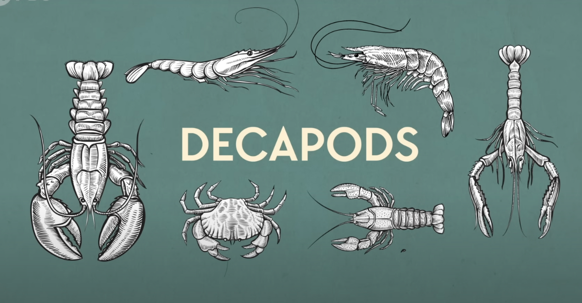 Why Nature Keeps Turning Creatures Into Crabs | animalplanethq.com