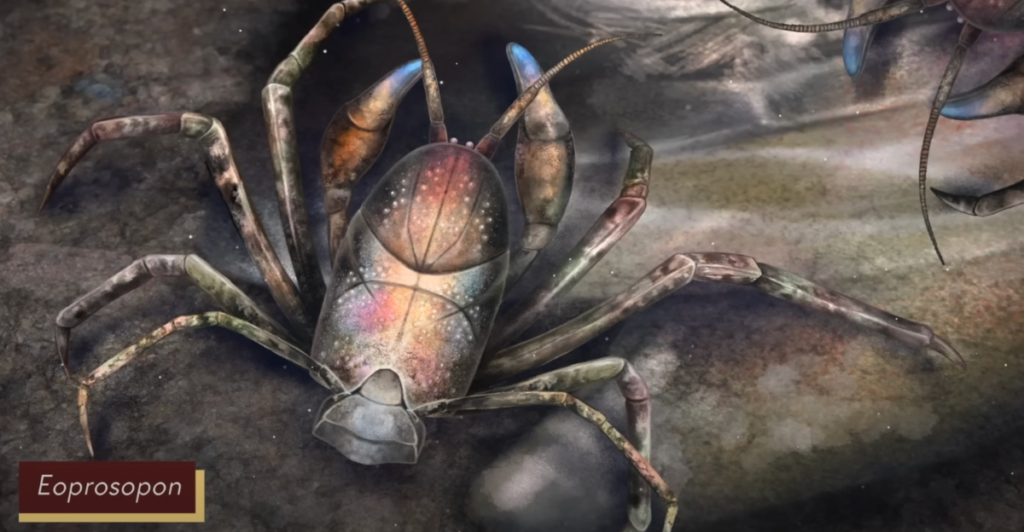 Why Nature Keeps Turning Creatures Into Crabs | animalplanethq.com