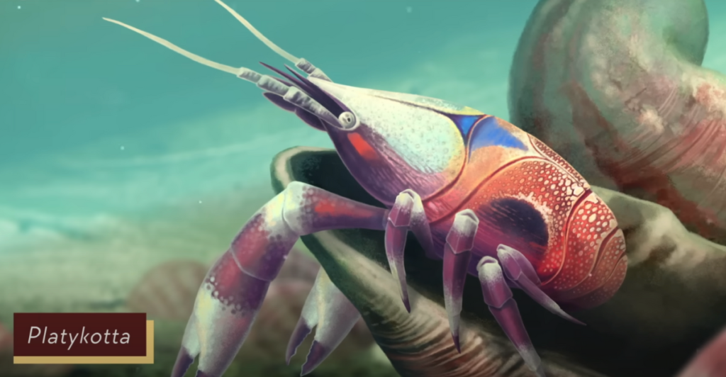 Why Nature Keeps Turning Creatures Into Crabs | animalplanethq.com