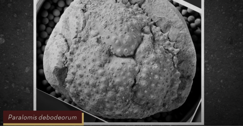 Why Nature Keeps Turning Creatures Into Crabs | animalplanethq.com