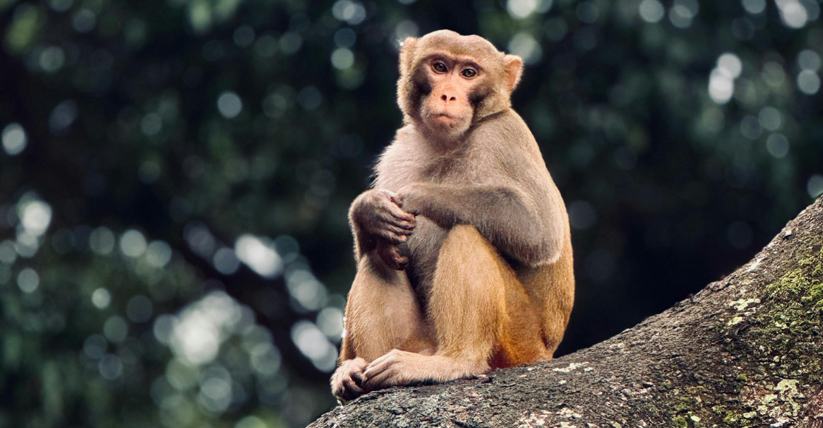 12 Most Dangerous Monkeys In The World Ranked | animalplanethq.com