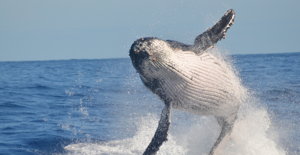 The 8 Largest Whales by Weight and Where They Thrive | animalplanethq.com