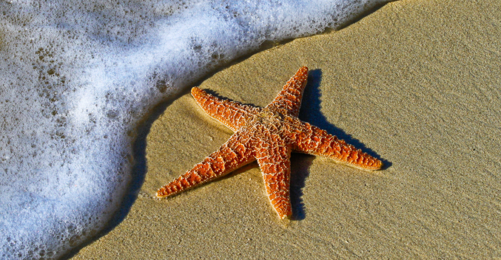 Nature’s Slowpokes: The 10 Slowest Aquatic Animals in the World ...