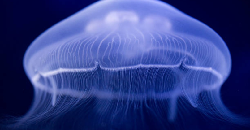 The 33-Foot Phantom Jelly That Gives Birth Through Its Mouth ...