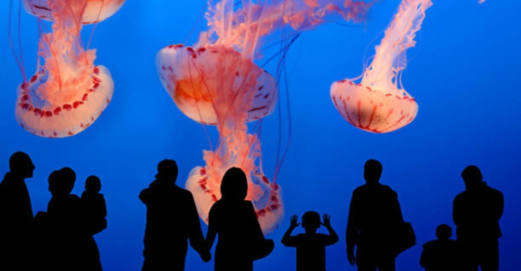 The 33-Foot Phantom Jelly That Gives Birth Through Its Mouth ...
