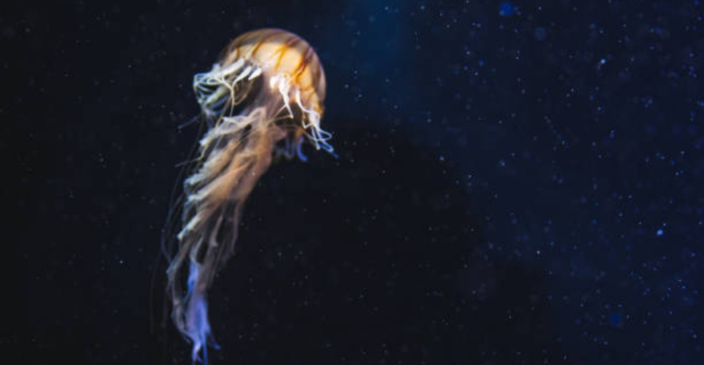 The 33-Foot Phantom Jelly That Gives Birth Through Its Mouth ...