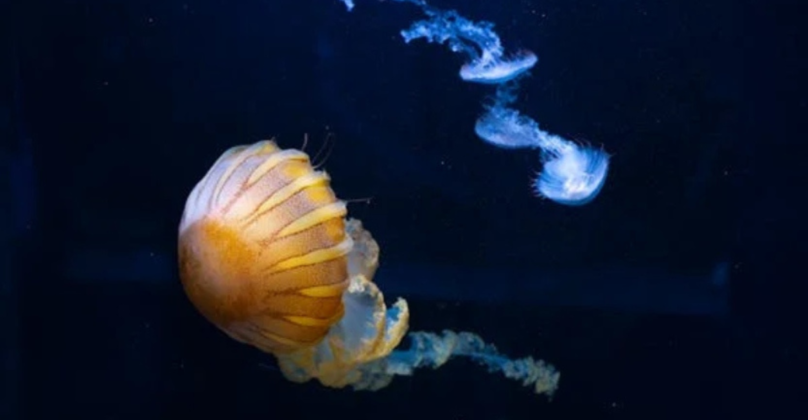 The 33-Foot Phantom Jelly That Gives Birth Through Its Mouth ...