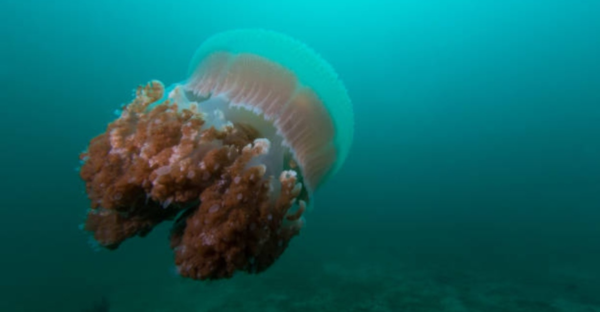 The 33-Foot Phantom Jelly That Gives Birth Through Its Mouth ...