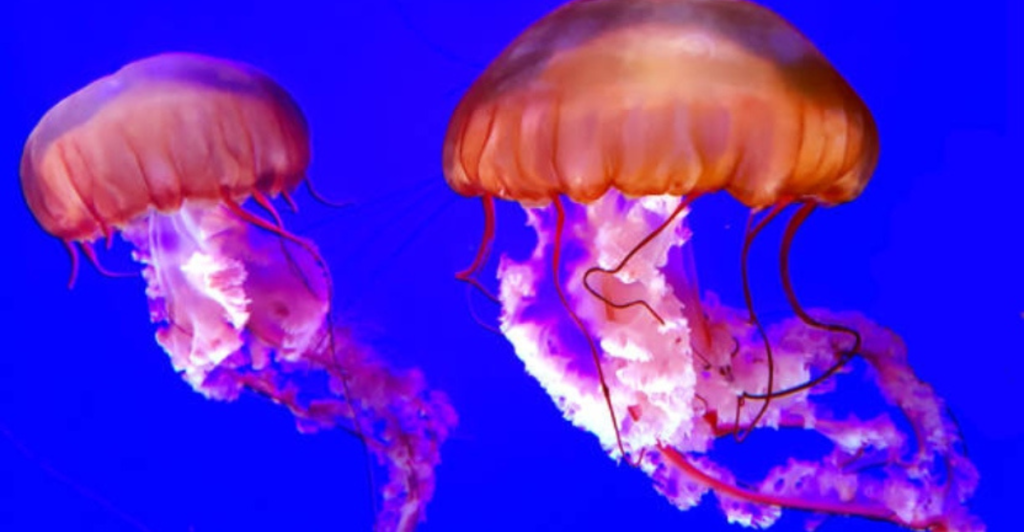 The 33-Foot Phantom Jelly That Gives Birth Through Its Mouth ...