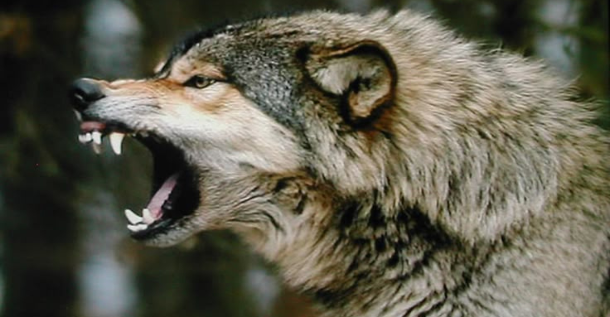 The 12 Real-Life Creatures Behind Famous Mythical Beasts ...