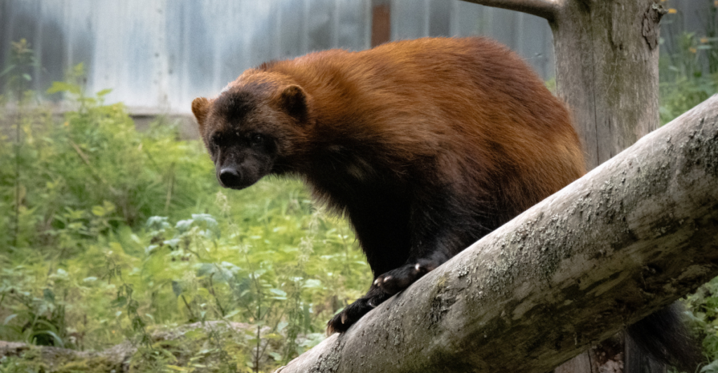The 12 Animals That Wolves Don’t Dare to Challenge | animalplanethq.com