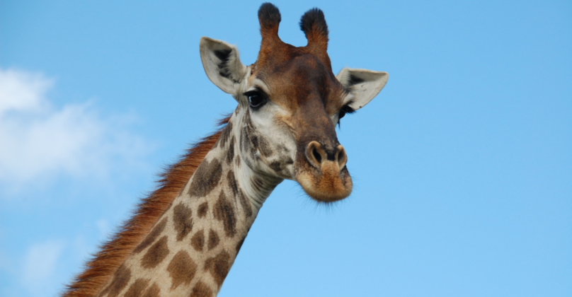 What Giraffes Know About Breathing That Doctors Didn’t | animalplanethq.com