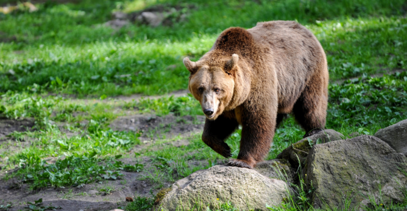 8 of the World’s Most Solitary Animals and How They Thrive Alone ...