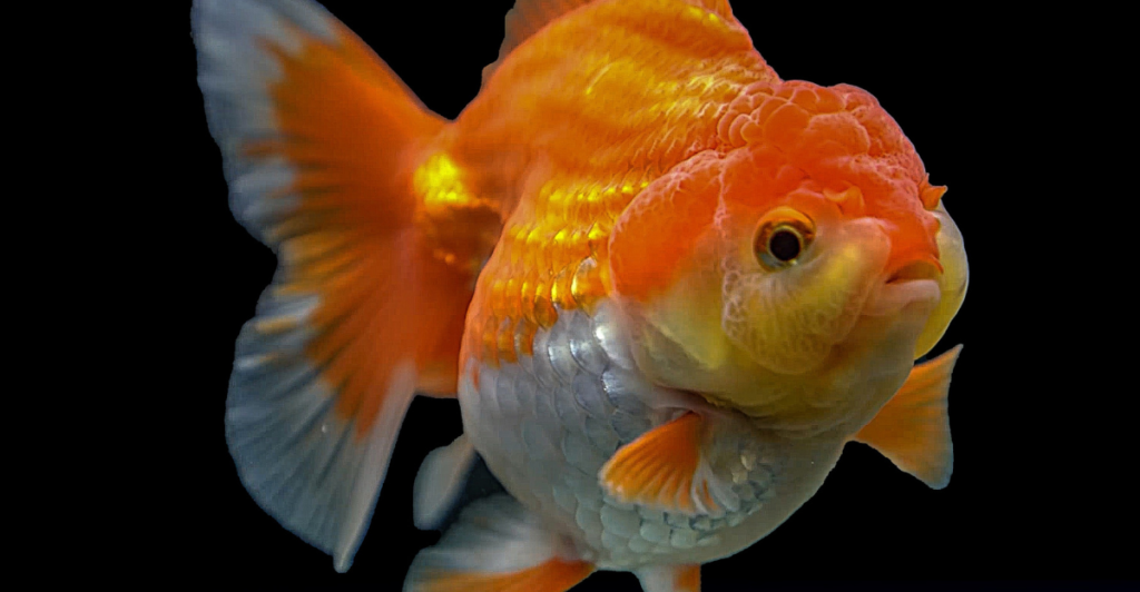 5 Animals That See Infrared: Nature’s Heat-Sensing Superstars ...
