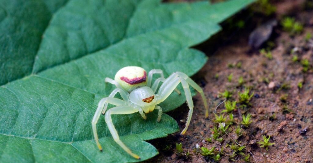 Cannibal Creatures: 11 Animals That Eat Their Own Kind | animalplanethq.com