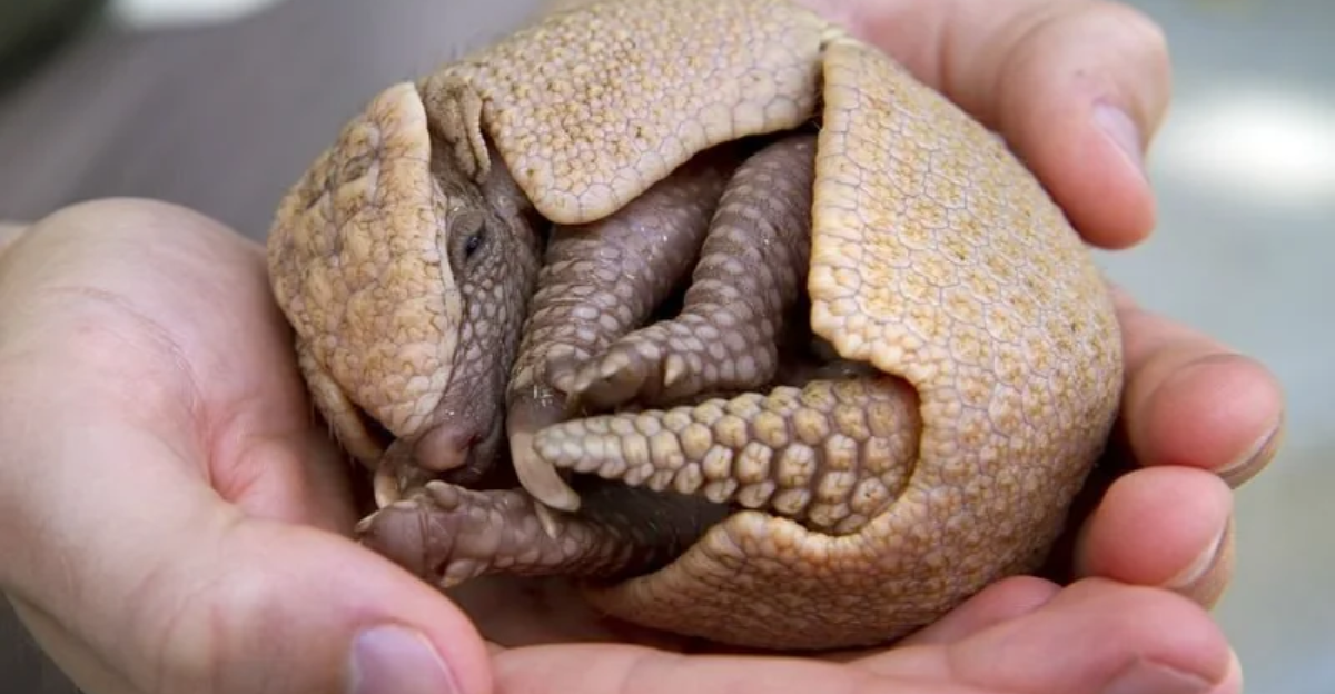 9 Fascinating Animals Equipped with Natural Body Armor | animalplanethq.com