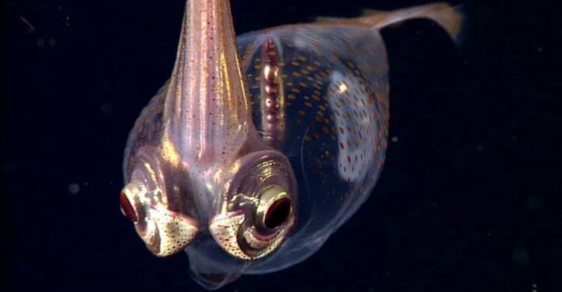 Top 10 Largest Squid Species in the World | animalplanethq.com