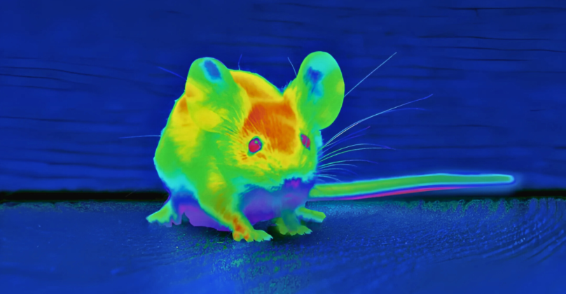 5 Animals That See Infrared: Nature’s Heat-Sensing Superstars ...