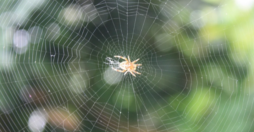 What NASA Learned After Sending Spiders to Space | animalplanethq.com