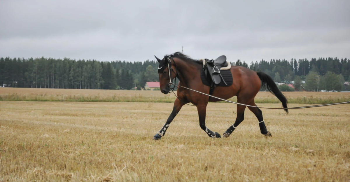 The 10 Fastest Horse Breeds in the World | animalplanethq.com