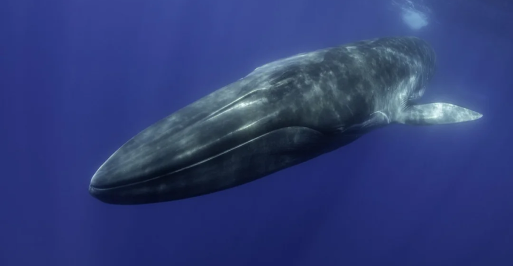 The 8 Largest Whales by Weight and Where They Thrive | animalplanethq.com