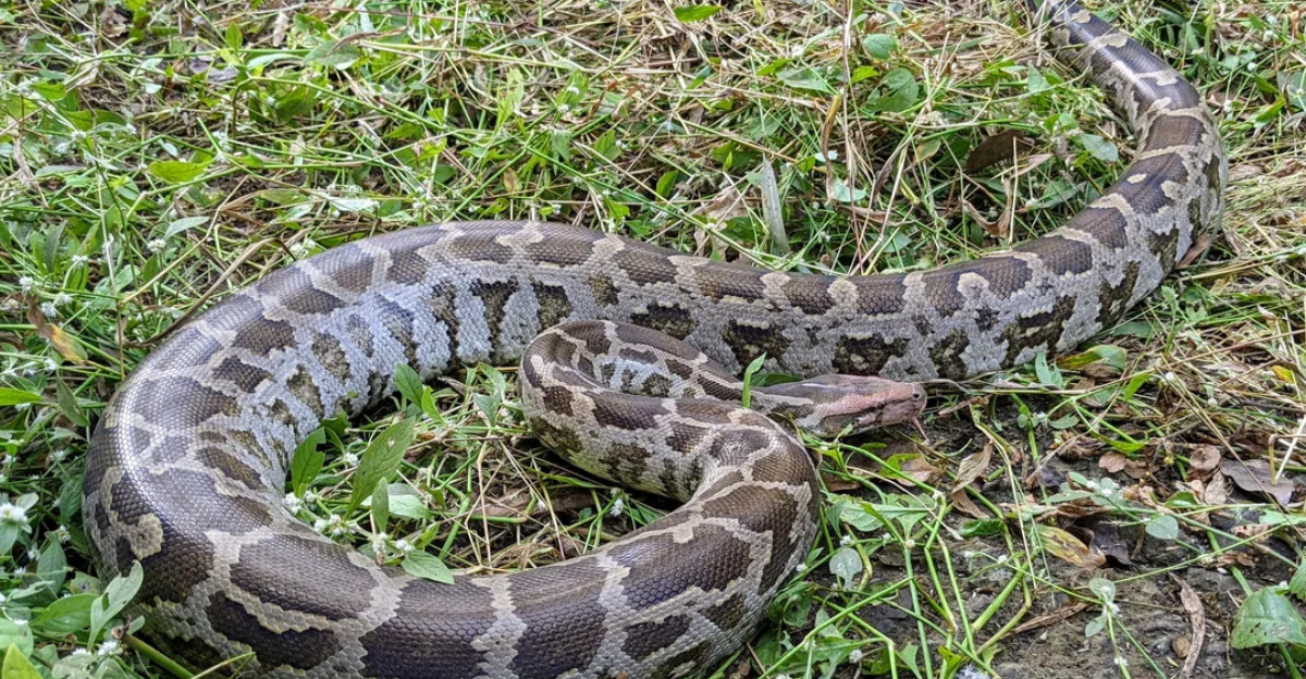 The 8 Strongest Snakes on Earth and Where to Find Them | animalplanethq.com