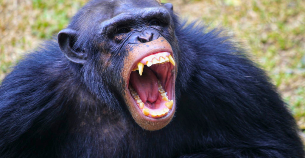 12 Most Dangerous Monkeys In The World Ranked | animalplanethq.com