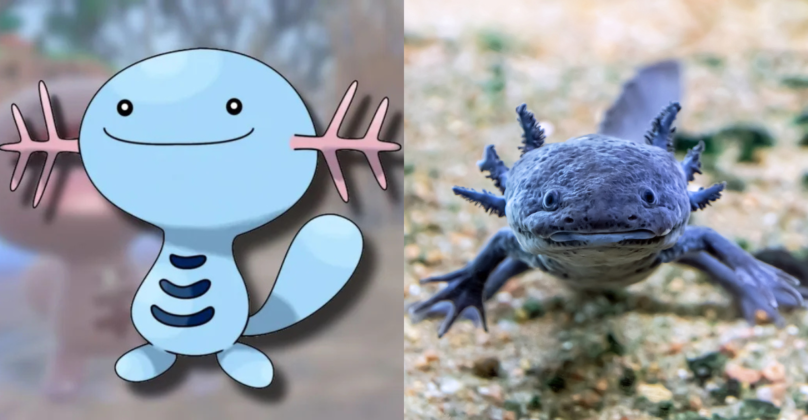 12 Pokémon Characters Based on Real Wild Animals—Meet Their Fascinating ...