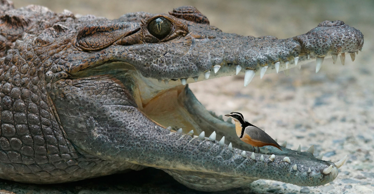 12 Symbiotic Animals That Prove Teamwork Makes The Dream Work ...