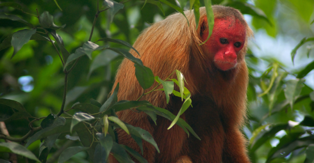 12 Most Dangerous Monkeys In The World Ranked | animalplanethq.com