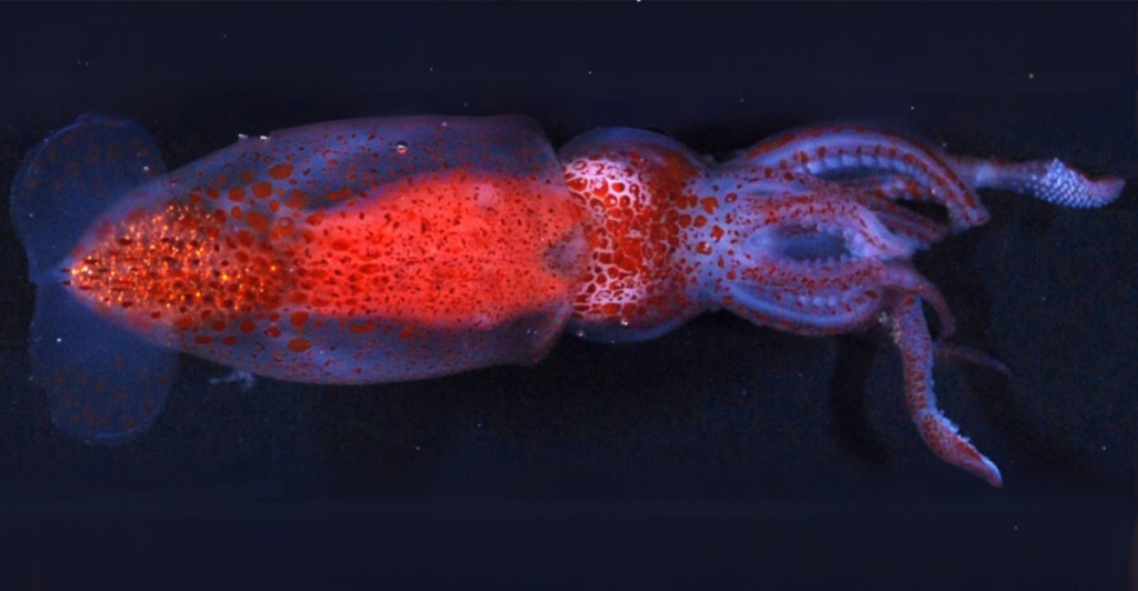 Top 10 Largest Squid Species in the World | animalplanethq.com