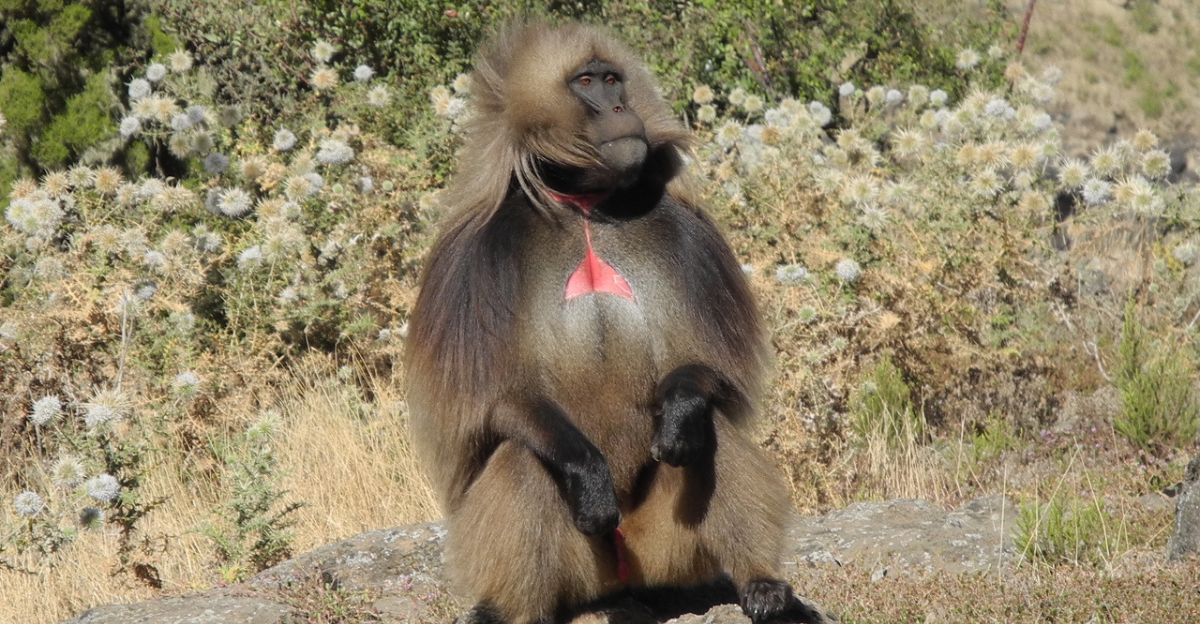 12 Most Dangerous Monkeys In The World Ranked | animalplanethq.com