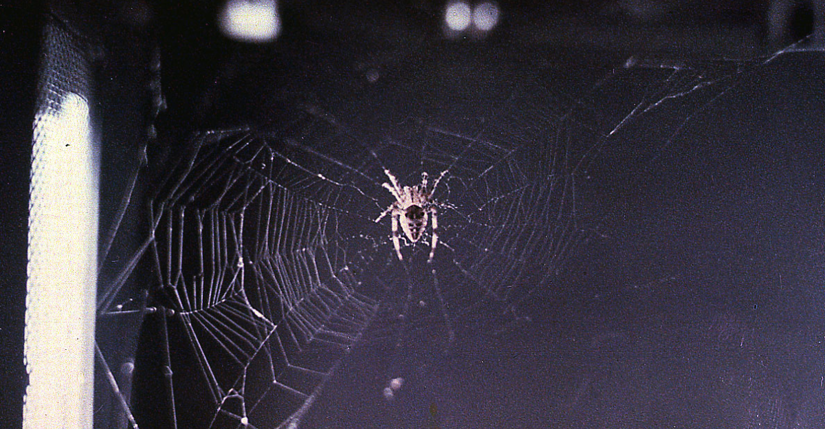 What NASA Learned After Sending Spiders to Space | animalplanethq.com