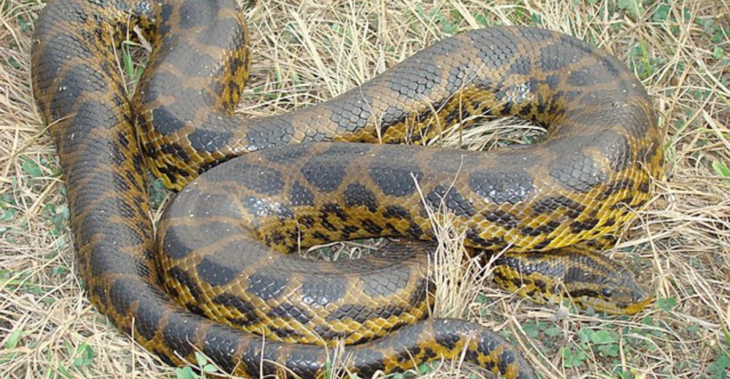 The 8 Strongest Snakes on Earth and Where to Find Them | animalplanethq.com