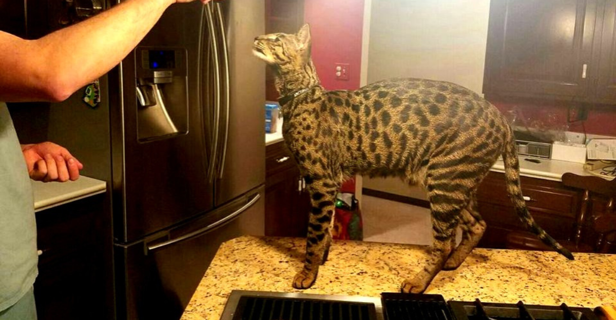 The Largest Maine Coon Ever Recorded—And Other Giant Cats ...