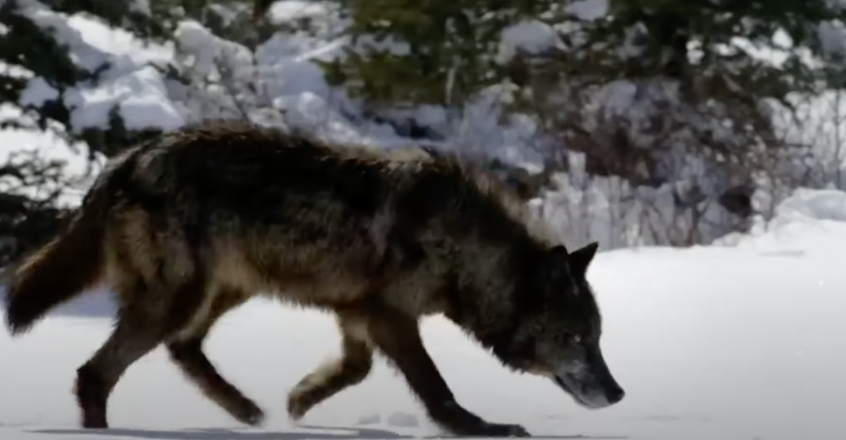 The Largest Wolves Ever Recorded In Every State—And Why They Are ...