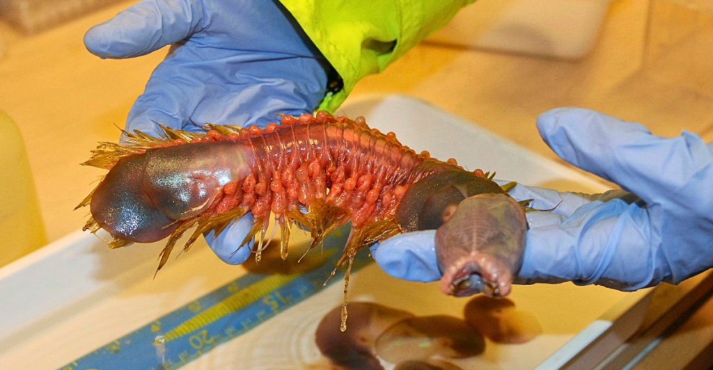 Antarctic Scale Worm: The Deep Sea Nightmare Whose Prey Remains a ...