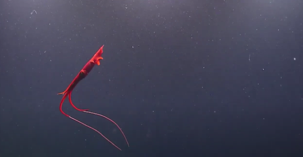 Top 10 Largest Squid Species in the World | animalplanethq.com