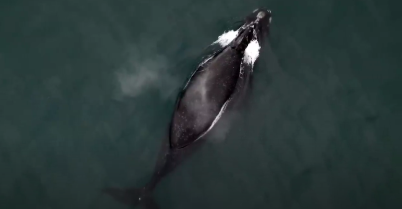 The 8 Largest Whales by Weight and Where They Thrive | animalplanethq.com