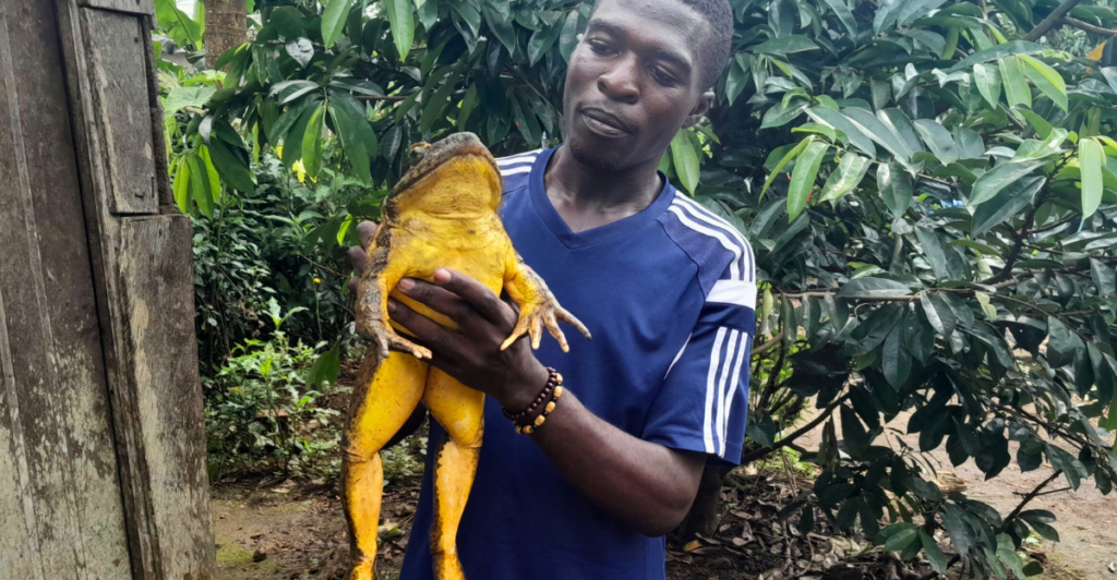 Top 10 Largest Frogs in the World by Weight | animalplanethq.com