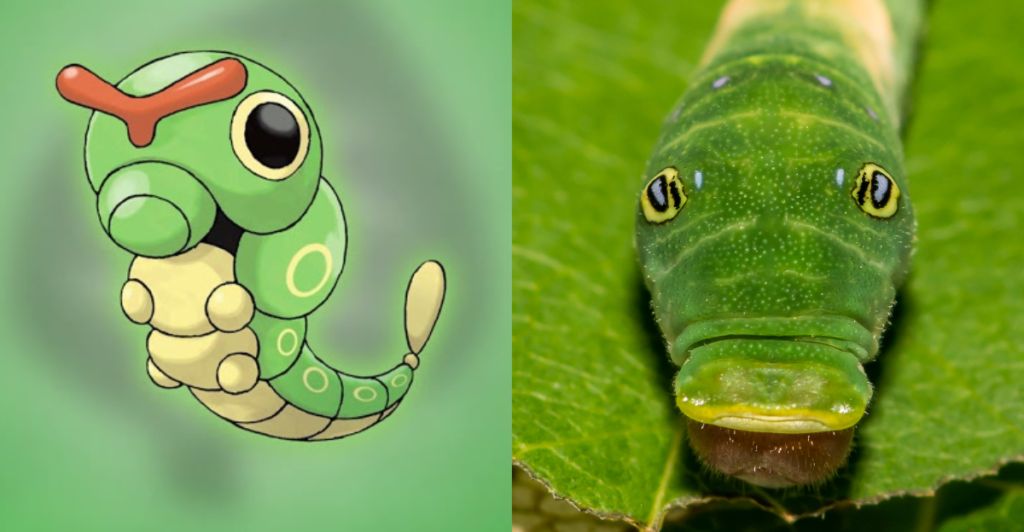 12 Pokémon Characters Based on Real Wild Animals—Meet Their Fascinating ...