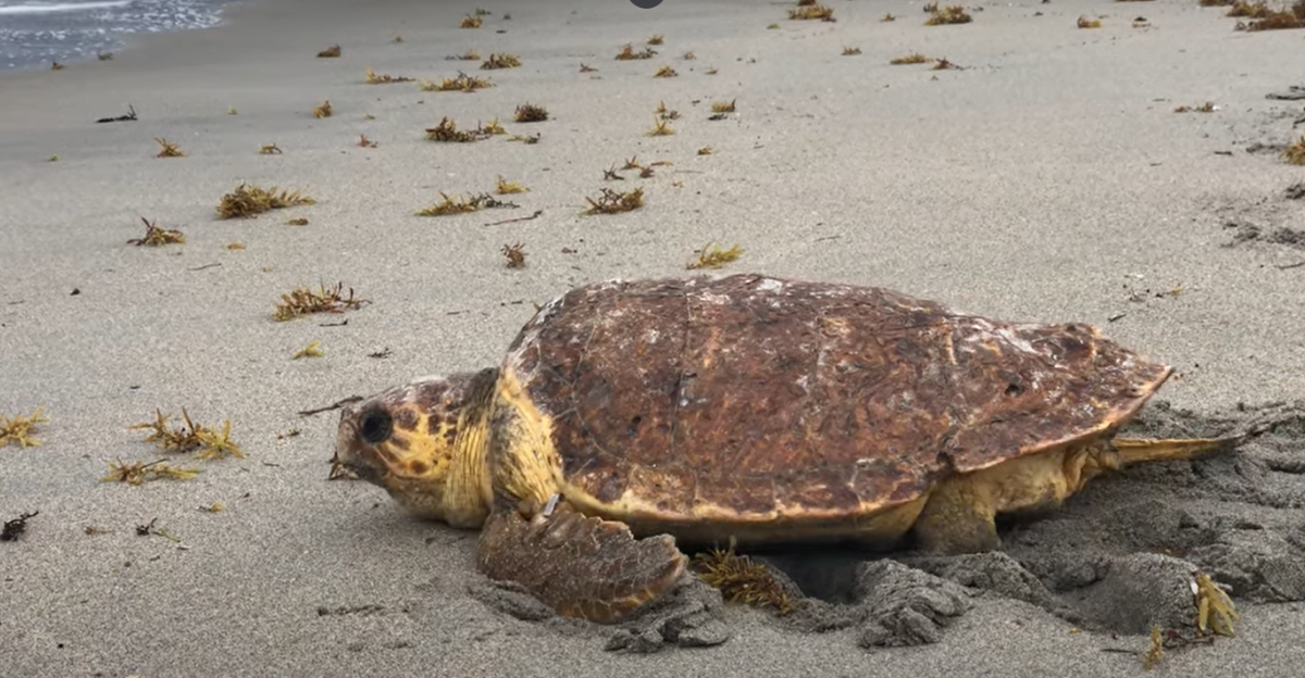 These 10 U.S. Beaches Are Famous for Sea Turtle Nesting—Here’s When to ...