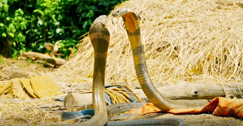 The 8 Strongest Snakes on Earth and Where to Find Them | animalplanethq.com