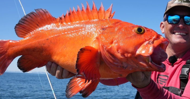 12 Pokémon Characters Based on Real Wild Animals—Meet Their Fascinating ...
