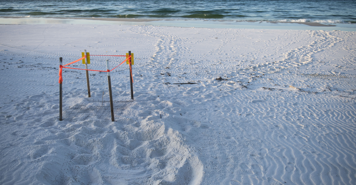 These 10 U.S. Beaches Are Famous for Sea Turtle Nesting—Here’s When to ...