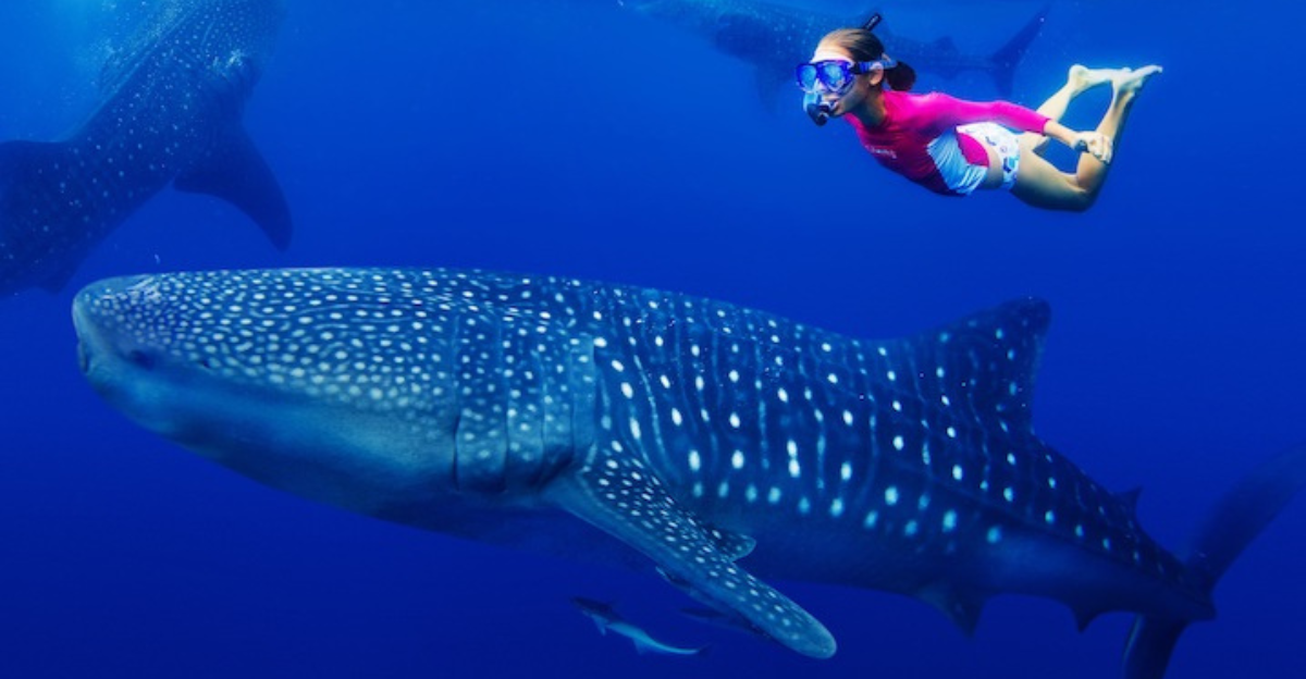 12 Friendliest Sea Creatures You’ll Want To Meet | animalplanethq.com