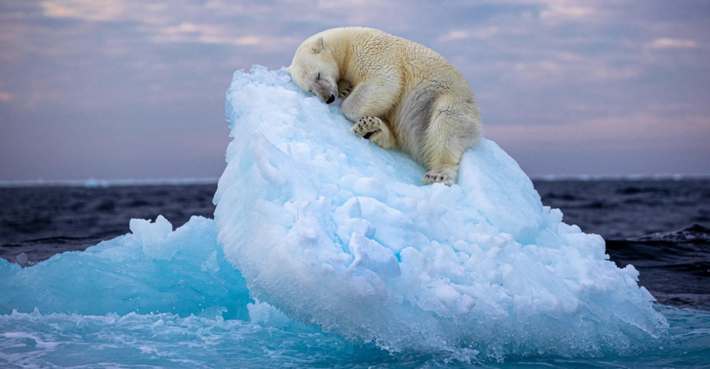 8 of the World’s Most Solitary Animals and How They Thrive Alone ...