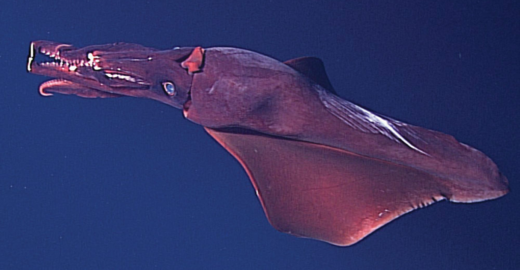 Top 10 Largest Squid Species in the World | animalplanethq.com