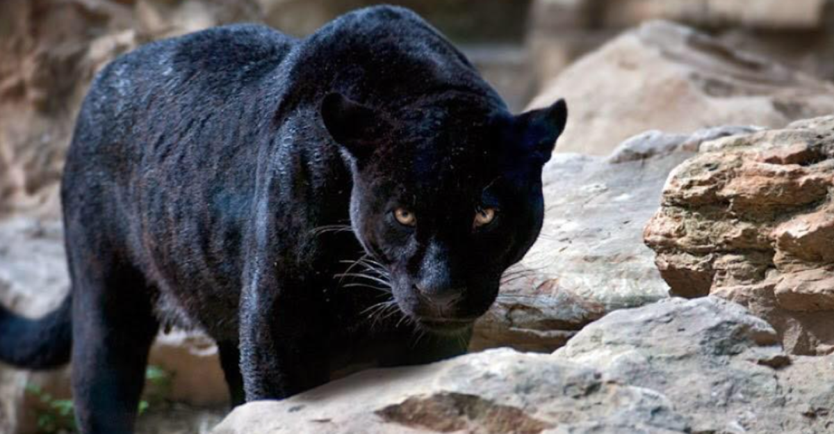 8 U.S. States with the Most Panthers in the Wild | animalplanethq.com